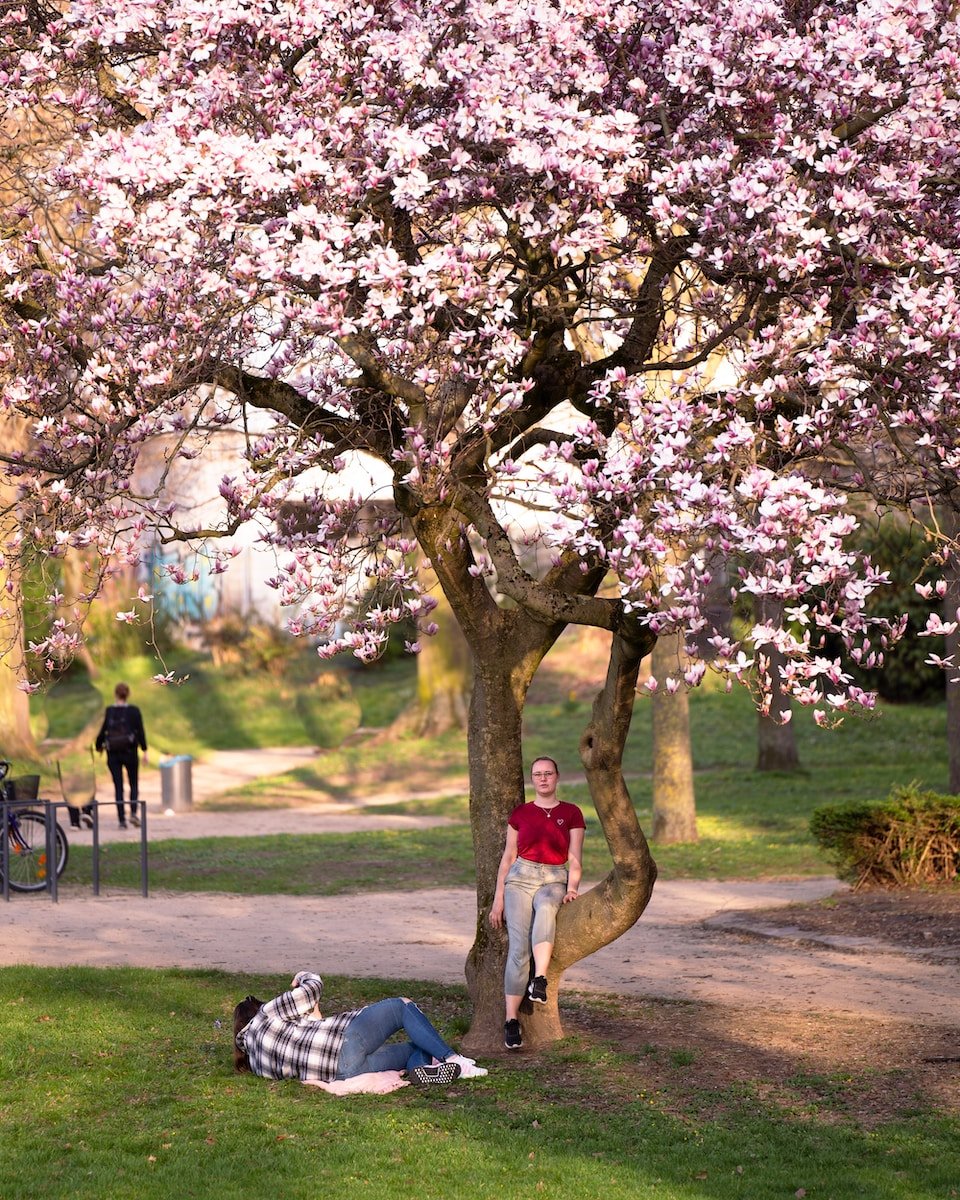 Best Memorial Trees For Creating a Beautiful Garden of Remembrance ...