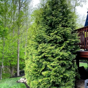Fastest Growing Trees Oklahoma