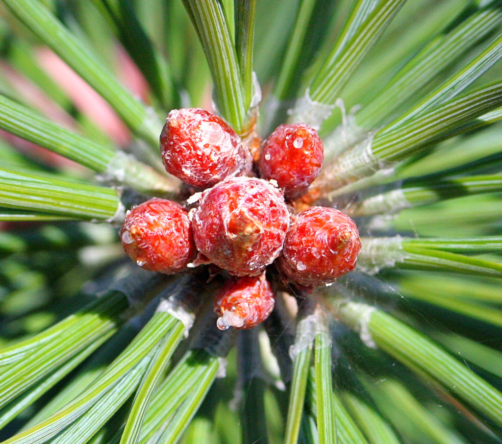 10 Creative Landscaping Ideas Using Pine Trees - Architecture Adrenaline