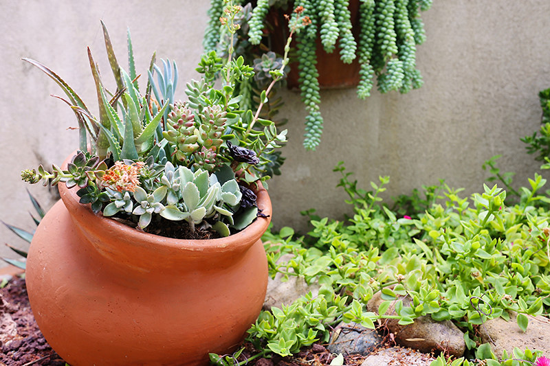 Choosing the Best Pots for Succulents: A Complete Guide