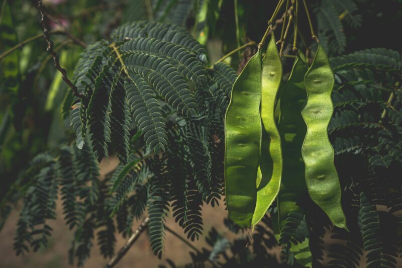 Tree Seed Pods Identification: A Comprehensive Guide